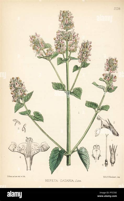Catnip Plant Drawing