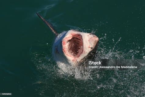 남아프리카 Gansbaai 앞바다에서 머리를 물 밖으로 내밀고 입을 크게 벌린 채 고속으로 떠오르는 백상아리 Carcharodon Carcharias 상어상목에 대한 스톡
