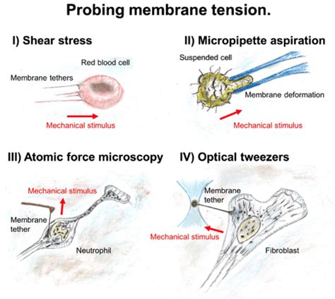 8 Schematic Representation Of The Methods Used To Probe Membrane