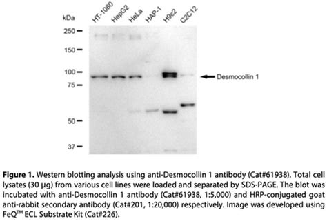 kd validated anti desmocollin 1 rabbit mab 61938 genuin biotech
