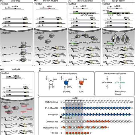 Overview Of Bioinformatics Tools For Mirna Target Predictions