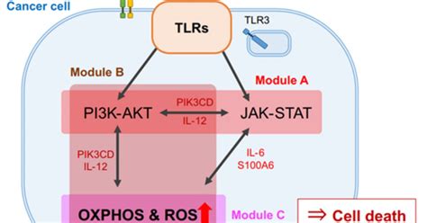목암생명과학연구소 차백신연구소 면역항암 후보물질 암세포 사멸 유도 기전 규명