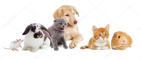 Hình ảnh Cute Animals Group đáng Yêu Và Ngộ Nghĩnh Nhất
