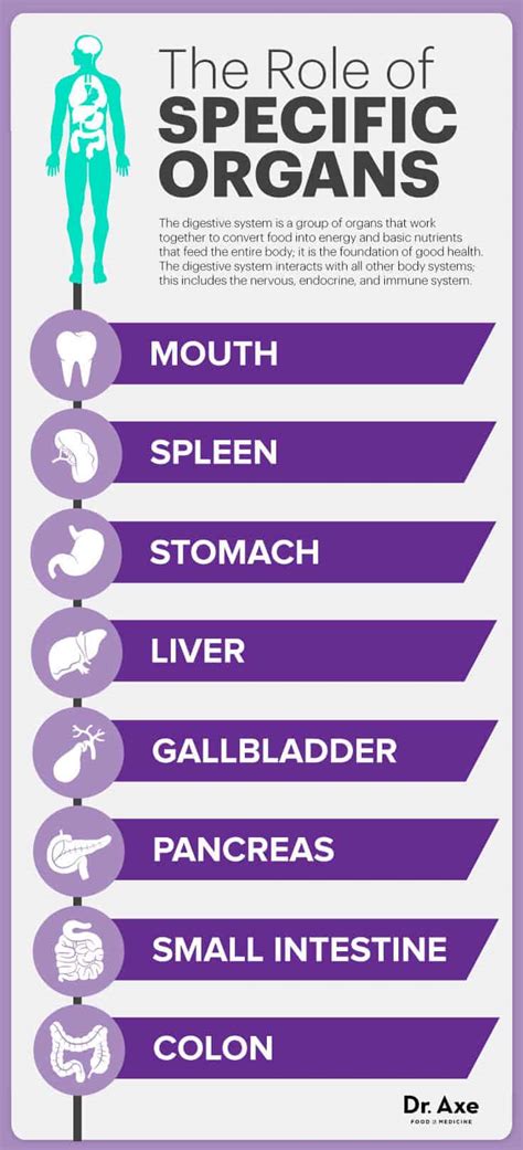 How Your Digestive System Works And How To Maintain It Dr Axe