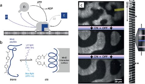 Entrainment Of Min Protein Patterns Based On A Photoswitchable Mine
