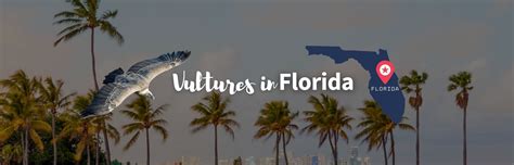 Largest Alligator In Florida With Facts And State Records