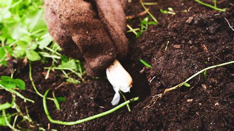 Building Roots Over The Years