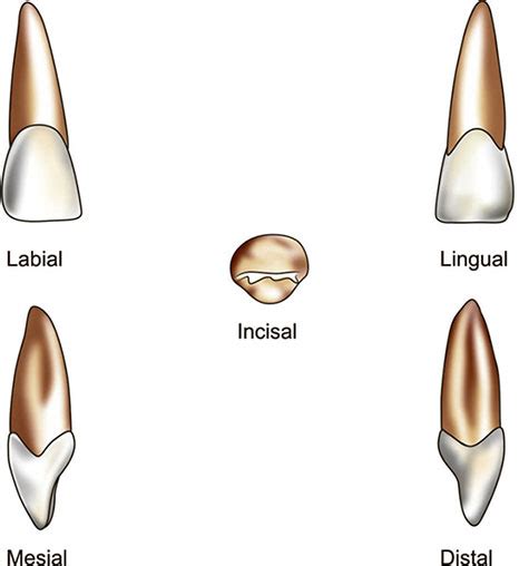 Maxillary Central Incisor