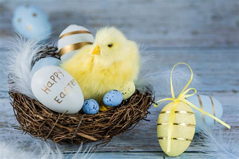 둥지에 파란색 노란색 흰색 계란과 파란색 나무 배경에 노란색 병아리 최소한의 개념 텍스트에 대한 장소의 사본이있는 부활절 카드입니다 0명에 대한 스톡 사진 및 기타 이미지