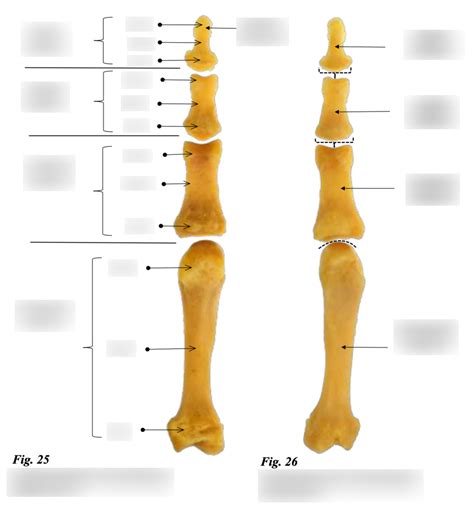 2nd Metacarpal And Phalanges Palmar Dorsal View Diagram Quizlet