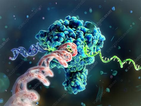 Rna Polymerase Ii Transcribing Dna To Mrna Illustration Stock Image F036 5350 Science