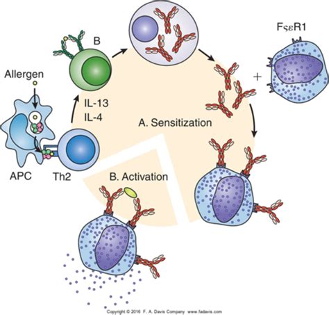 Hypersensitivity Flashcards Quizlet