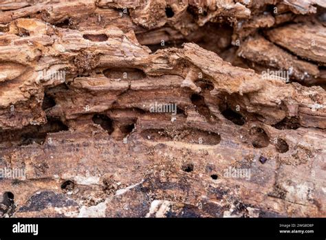 Tree Trunk Eaten By Insects Natural Old Tree Texture Stock Photo Alamy