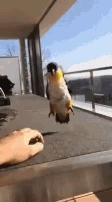 Funny Bird S Tenor