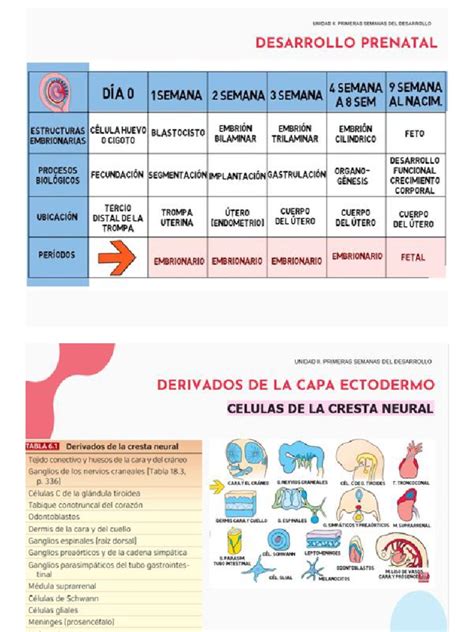 Derivados Del Ectodermo Pdf