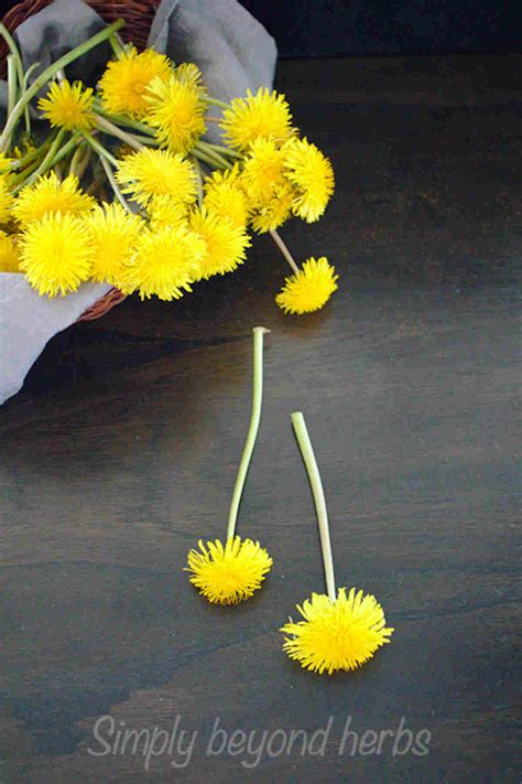 Dandelion Flower Meaning And Symbol Of Hope Simplybeyondherbs