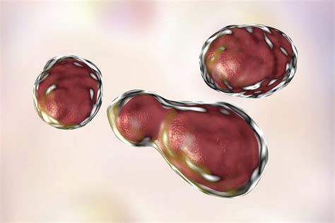 Cryptococcus Neoformans Fungus Photograph By Kateryna Kon Science Photo Library Pixels