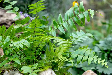 Fern Plant Types