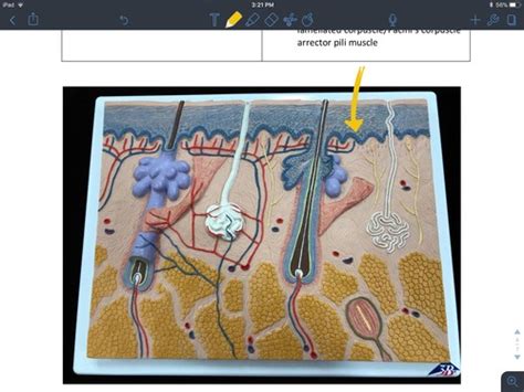 Anatomy Flashcards Quizlet