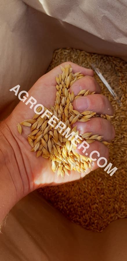 Семена ячменя Norman описание цены «Кернел глобал холдинг