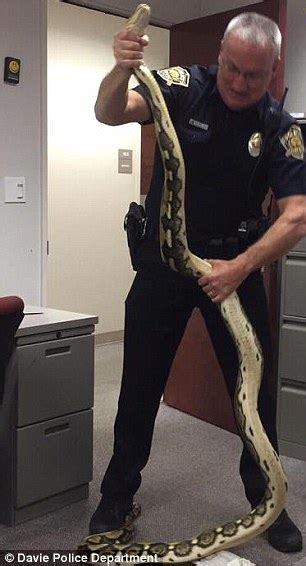 Florida 11 Foot Python Found Hiding In Car Engine Daily Mail Online