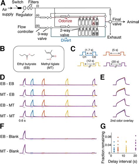 Effects Of Stimulus Timing On The Acquisition Of An Olfactory Working