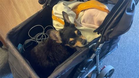 Report Suspect In Sex Sting Claims Hes Worked With Israeli Government For 14 Years