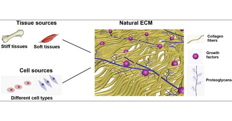 Natural Extracellular Matrix For Cellular And Tissue Biomanufacturing