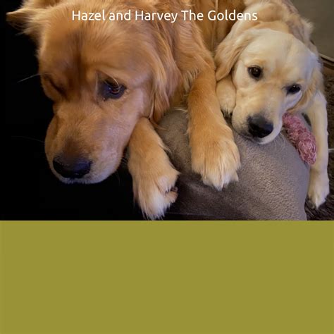 Harvey And Hazel The Goldens Someone Loves A Scratch Under The Chin