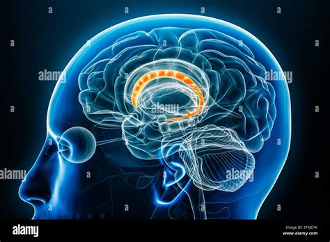 Caudate Nucleus X Ray Profile Close Up View 3d Rendering Illustration With Body Contours Human