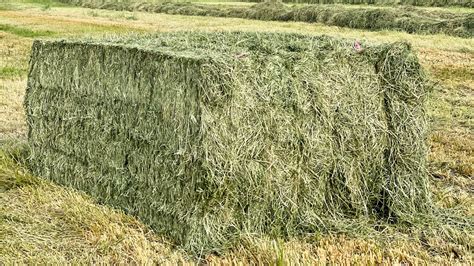 Teff Hay Hay And Straw Export Blue Mountain Hay