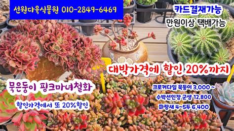 선원다육식물원 2 대박 가격 크로커다일 3000원 20할인까지 수박선인장 아프리카식물 Youtube
