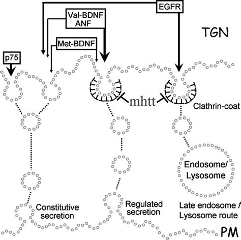 Schematic Diagram Of The Effects Of Mhtt In Post Golgi Trafficking Of Download Scientific