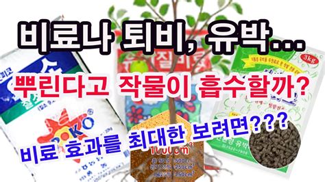 비료나 퇴비 유박 뿌린다고 작물이 흡수할까 비료 효과를 최대한 보려면비료 퇴비 유박 비효를 높이는 방법 좋은