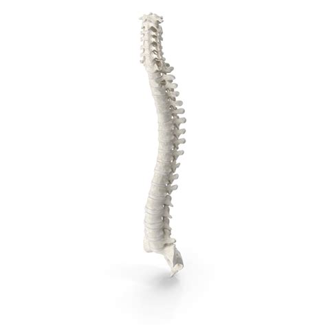 「human Spine Intervertibral Disks」の3dオブジェクト、2297591973 Shutterstock