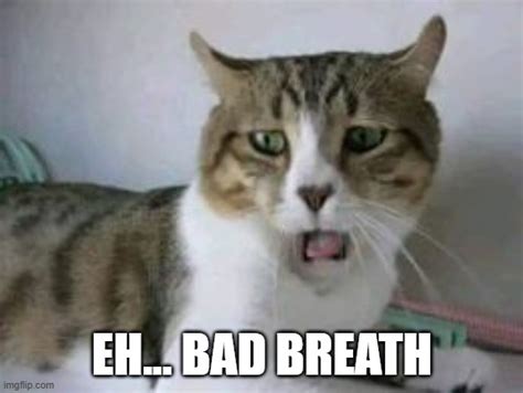 Cat Bad Breath Imgflip