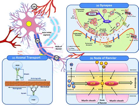 Schematic Representation Of The Main Adenosine Triphosphate ATP Download Scientific Diagram