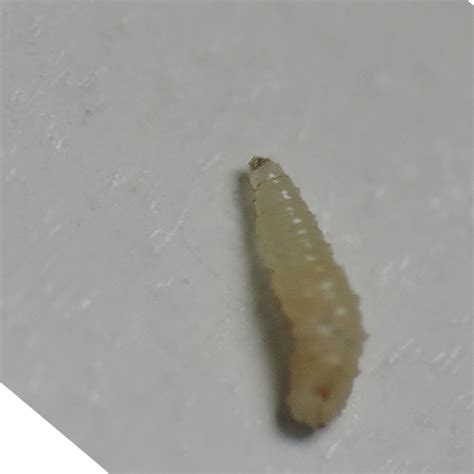 Superb Yolov8 Object Detection Model By Superb