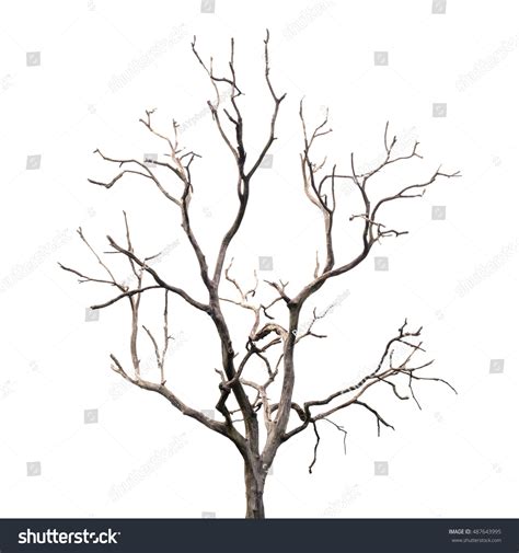 Tree Branches Without Leaves Images Stock Photos Vectors Shutterstock