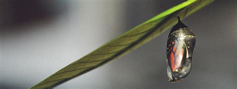 Butterfly Lifecycle • Coffs Harbour Butterfly House