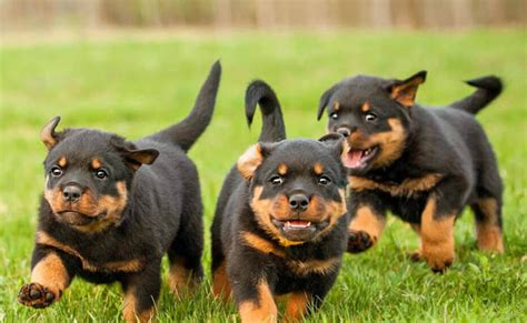 Rottweilers Breed Info Temperament Care And Grooming Guide