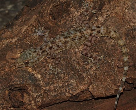 Species New To Science Herpetology • 2017 Hemidactylus Chipkali • A