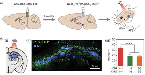 Deep Brain Stimulation Through Upconversion Optogenetics A In Vivo