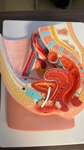 Lab Prac Flashcards Quizlet Lab Prac Flashcards Quizlet