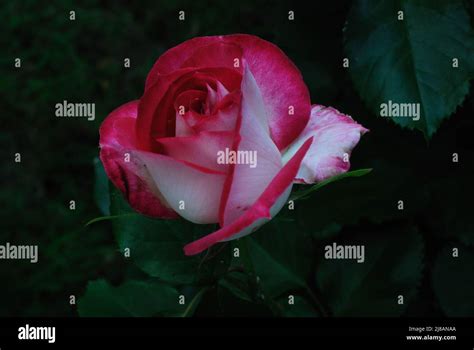 Roseto Della Villa Reale Di Monza Rose Garden Rosa Gialla Rossa Rosa