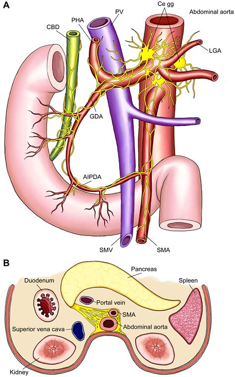 Pancreas Anatomy Uncinate