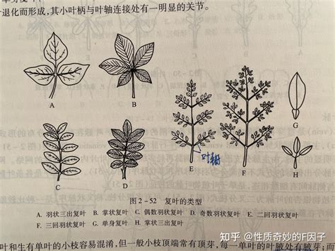 一回、二回、三回羽状复叶和单身复叶各有什么特点 知乎