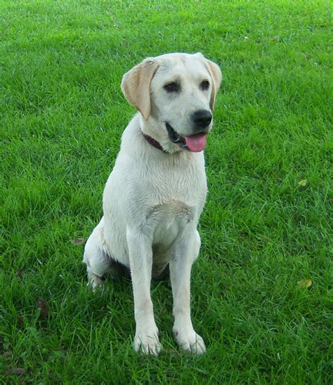 Labrador Retriever White