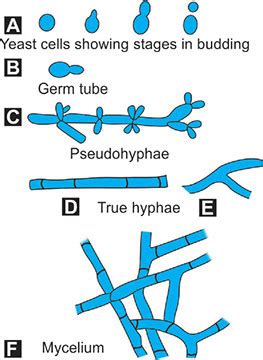 True Hyphae And Pseudohyphae