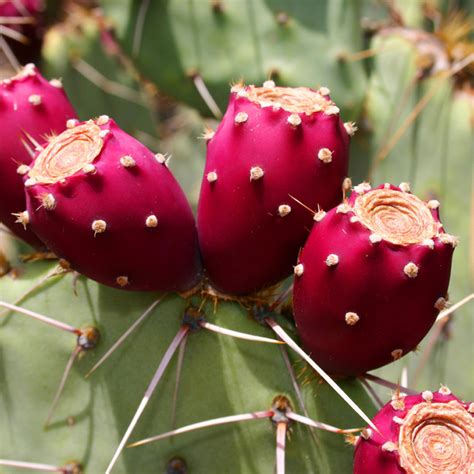 Prickly Pear Cactus Candy Squares 1 2lb Box Arizona Ts